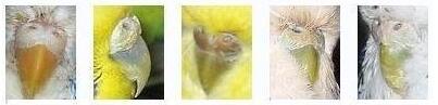 Identify a budgie male or female by its cere’s color | Care Birds