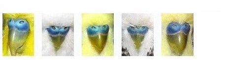 Identify a budgie male or female by its cere’s color | Care Birds