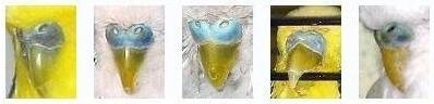 Identify a budgie male or female by its cere’s color | Care Birds