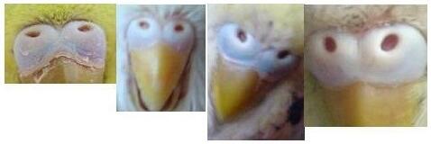 Identify a budgie male or female by its cere’s color | Care Birds