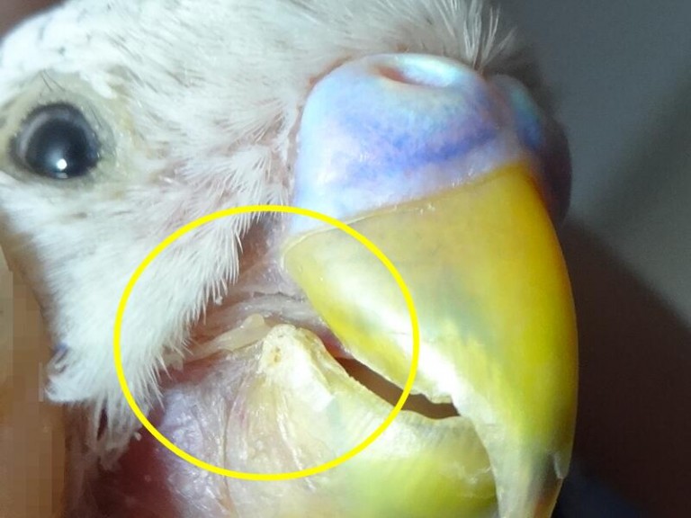 Treat the parrot beak’s fungal infection with tea tree oil | Care Birds
