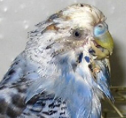 Parrots vomit due to a fungal infection and cured by fluconazole | Care ...